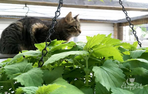 9 Ways catnip can enrich your cat's life