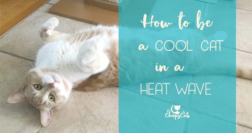 7 Ways you can help your cat keep his cool in a heat wave