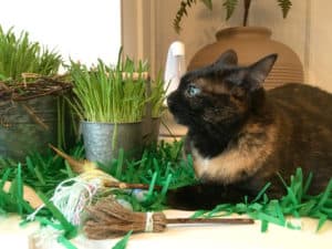 DIY Spring oasis display for your cat - Chirpy Cats