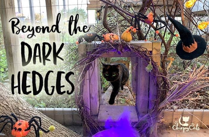 Beyond the Dark Hedges, A Meowlloween Mystery!