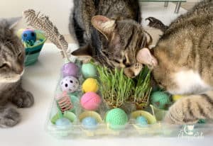 How to make a homemade food puzzle for your cat