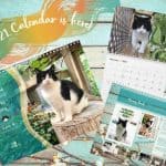 A Calendar That Gives Back to Community Campus Cats